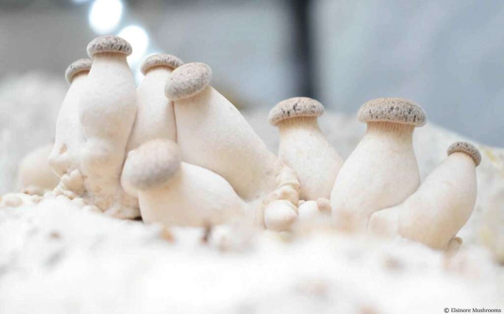 trumpet – Kitchen Fantasy